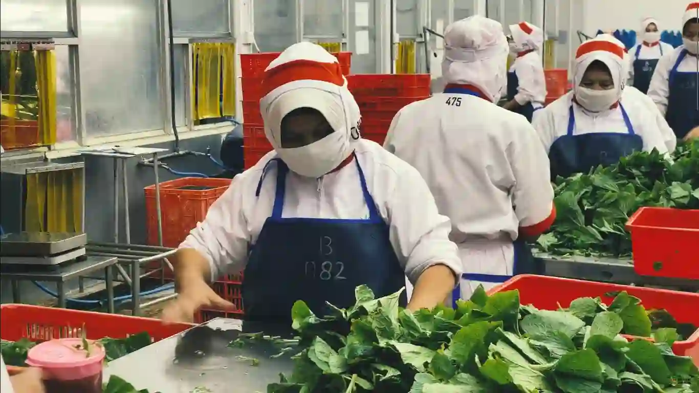 PT Java Agritech Ekspor 72 Ton Wasabi ke Jepang - GETI Media