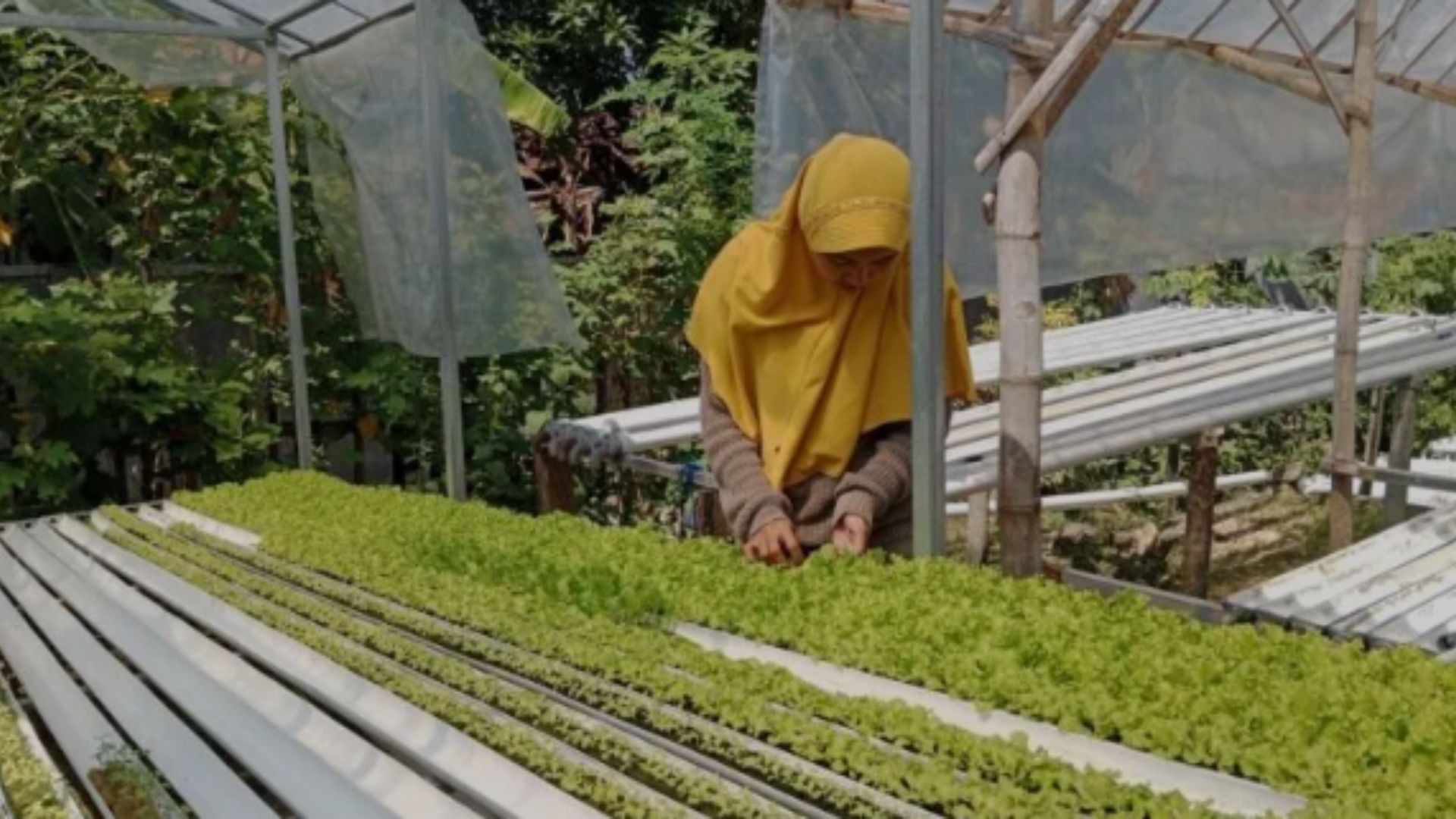 Berkebun Hidroponik di Halaman Rumah, Elisa Sukses Menjadi Pengusaha Tanaman - GETI Media